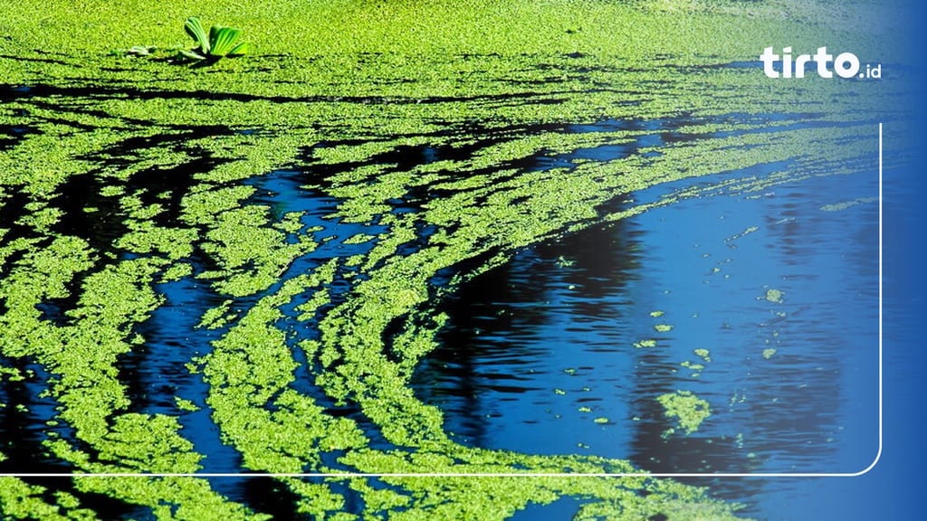 Mengenal Ganggang Biru-Hijau, Ciri dan Manfaatnya bagi Kesehatan