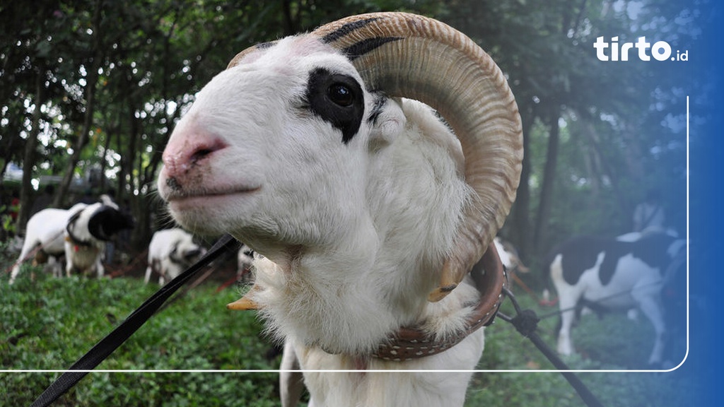 Harga Domba Garut, Merino, & Dorper untuk Kurban Idul Adha 2025
