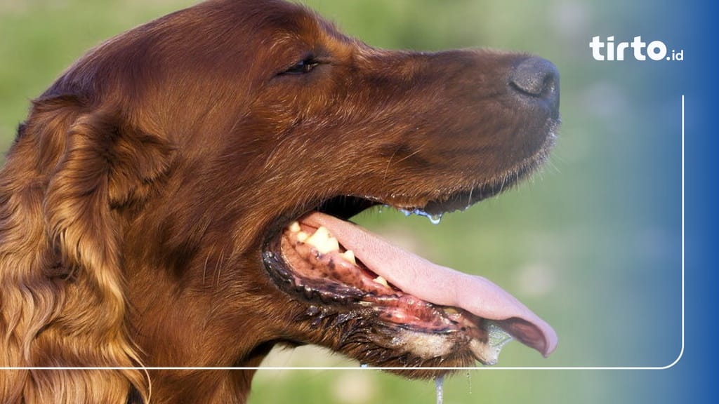 Kronologi Anak di Bogor Tewas Diserang Anjing Pemburu Babi Hutan