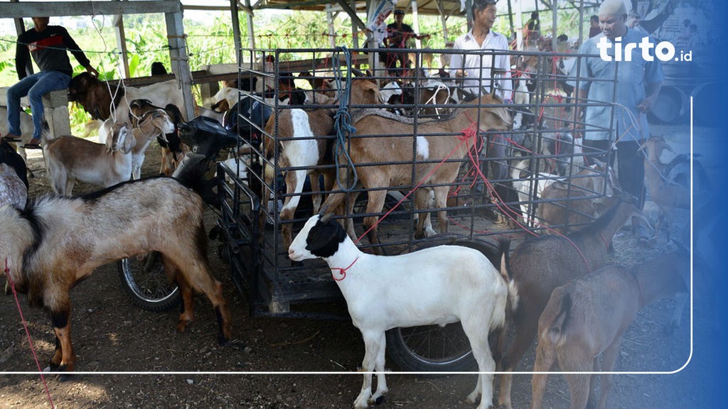 Daftar Harga Kambing Kurban 2024, Kriteria, dan Tips Memilihnya