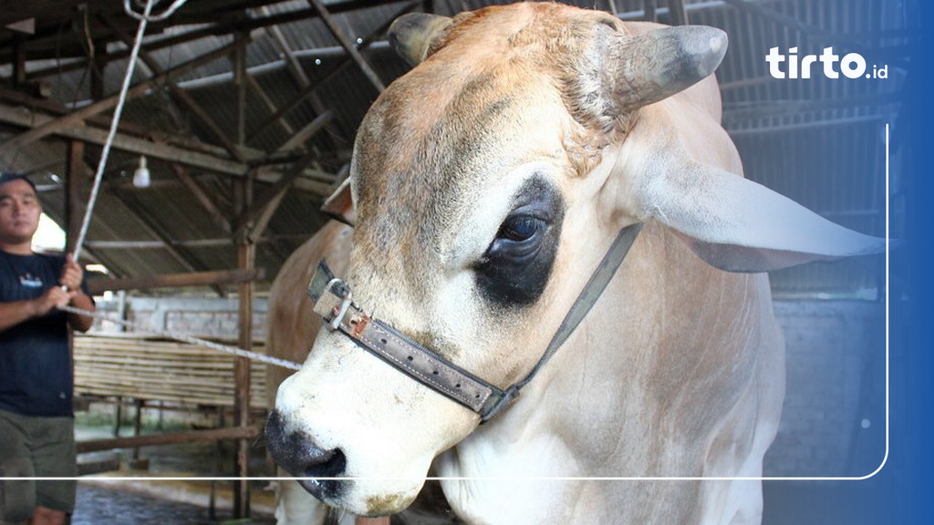 Cara Mengolah Kepala Sapi Kurban dan Resep Tongseng Kepala Sapi