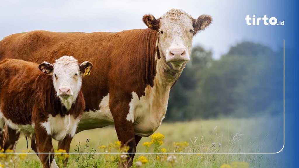 Fakta-fakta & Penyebab Anjloknya Harga Sapi Australia