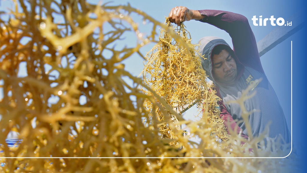 Jenis-Jenis Rumput Laut yang Bisa Dimakan dan Manfaatnya