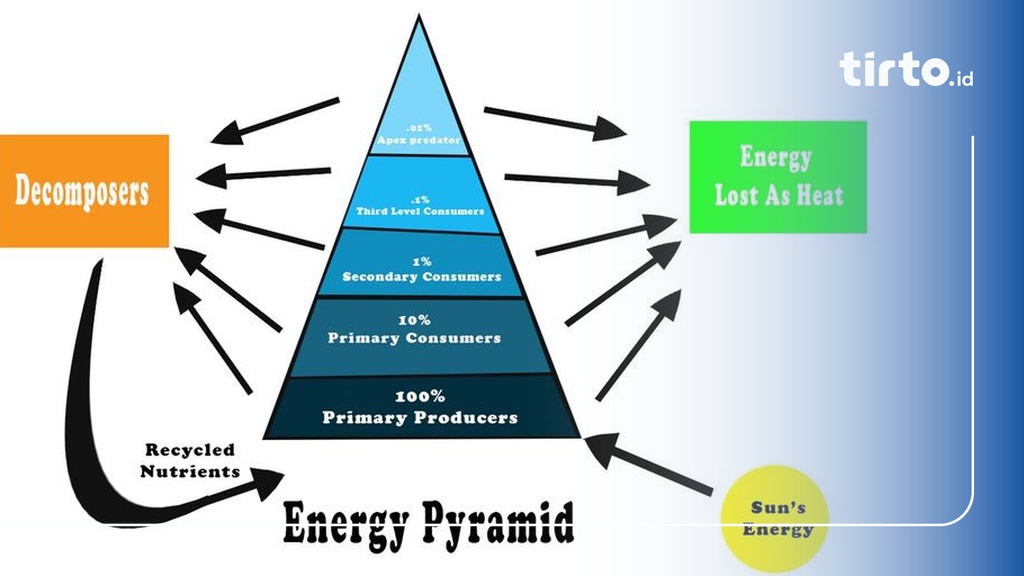 Pengertian Piramida Energi Beserta Fungsi dan Contohnya