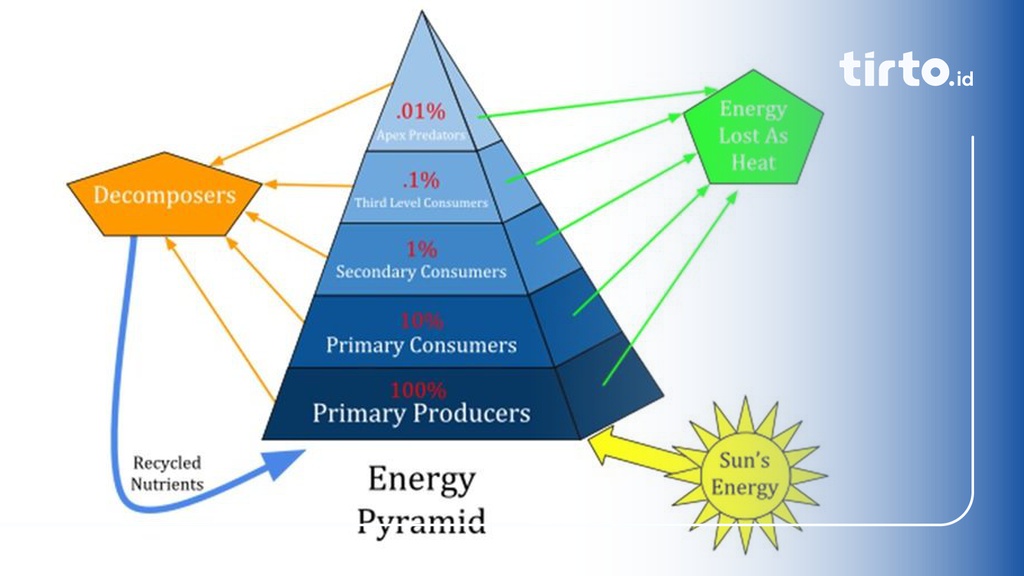 Faktor Penyebab Berkurangnya Energi pada Piramida Energi
