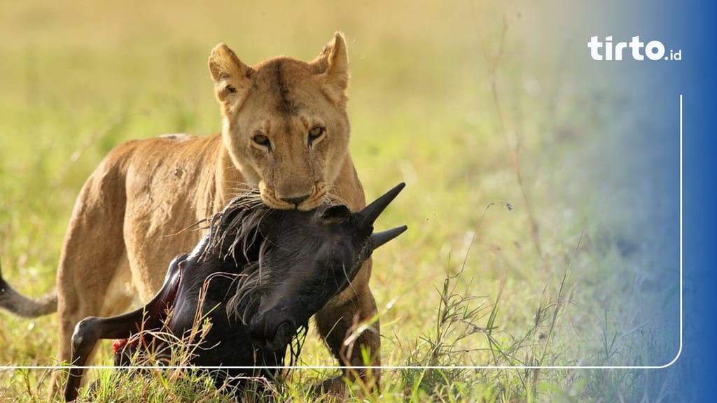 20 Contoh Predasi dalam Ekosistem dan Penjelasannya