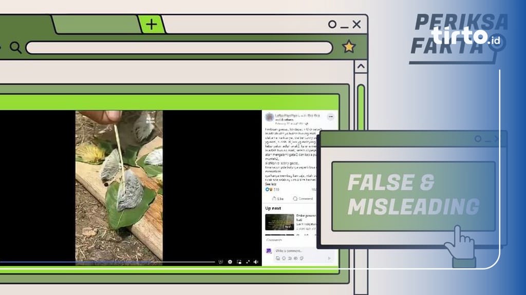 Video Ulat Kucing dari AS Muncul di Indonesia, Benarkah?