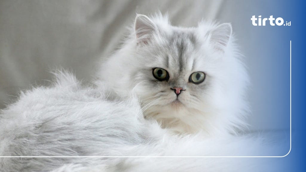 10 Cara Merawat Kucing Anggora agar Tetap Sehat dan Bersih