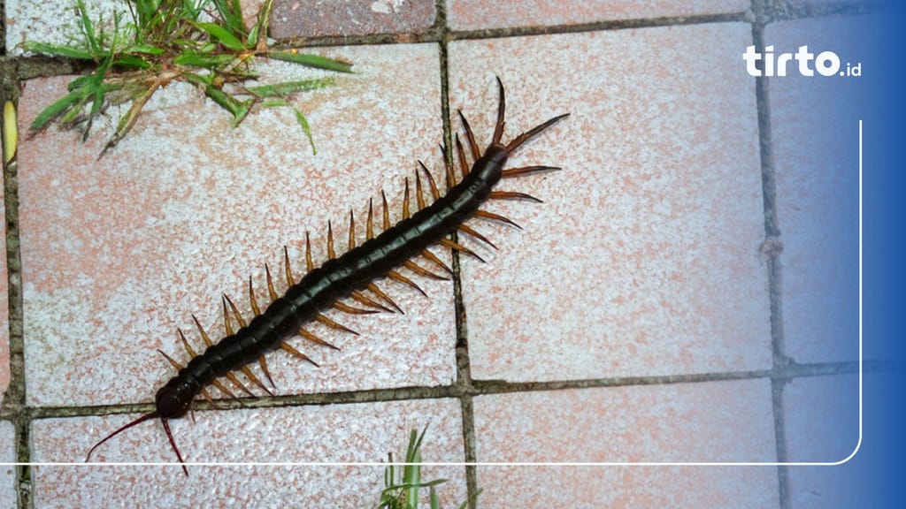 5 Obat Digigit Lipan dan Pertolongan Pertamanya