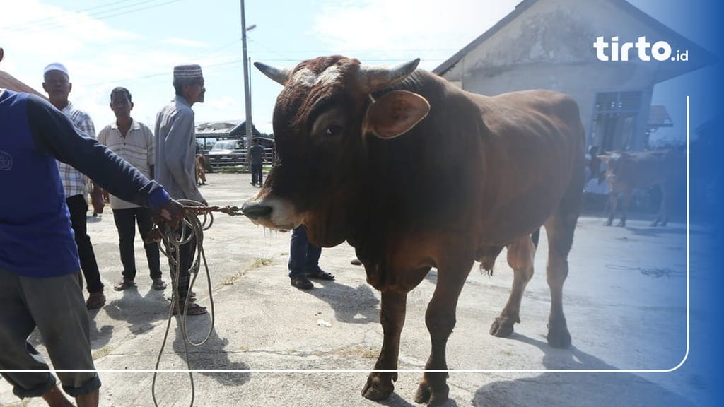 Info Lengkap Harga Sapi Kurban untuk Idul Adha 2025
