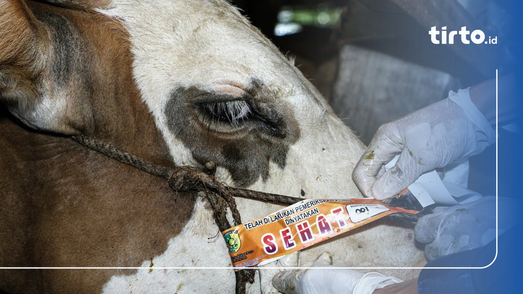 Harga Kambing dan Sapi Kurban 2025 Aceh dan Lampung