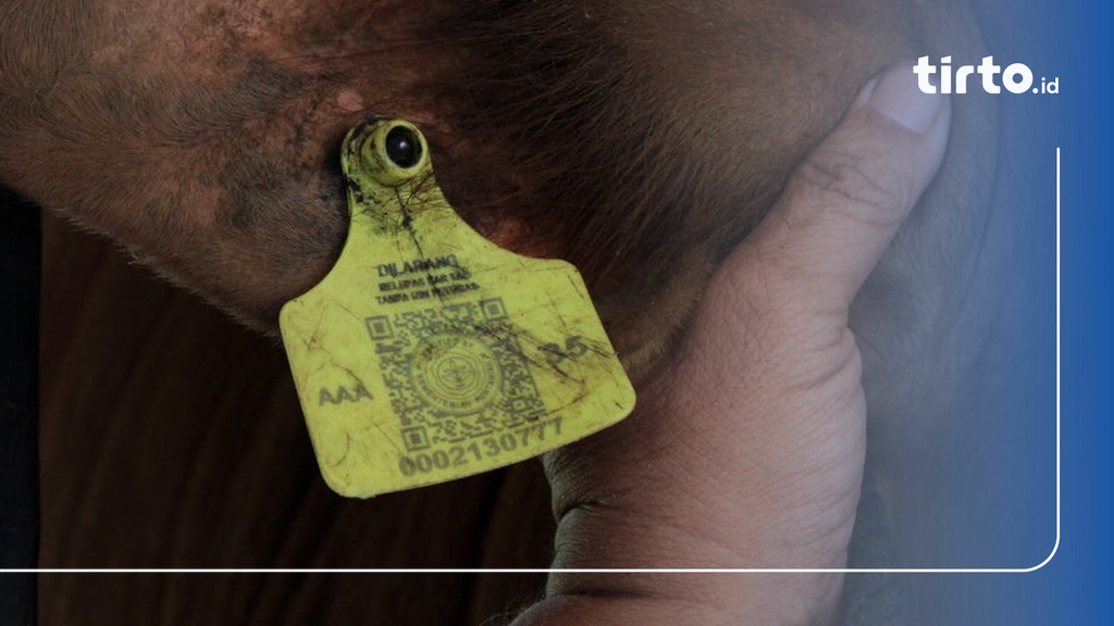 Harga Sapi Limosin 2025 untuk Kurban dan Ciri-cirinya