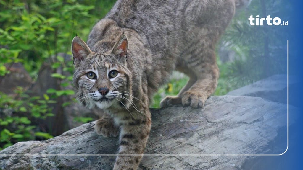 Apa Itu Kucing Bobcat & Faktanya, Bisakah Jadi Hewan Peliharaan?