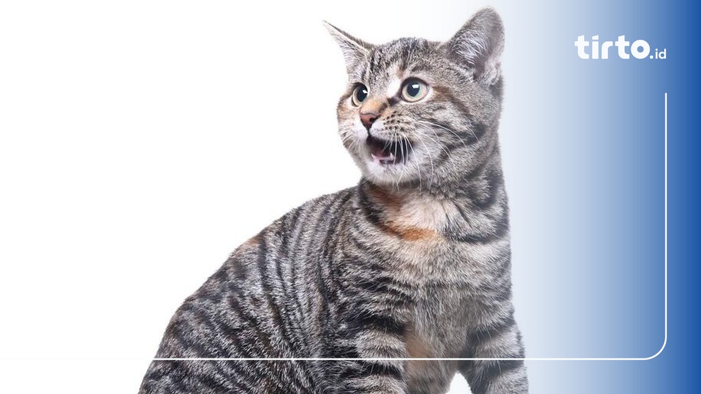 7 Tanda Mengapa Kucing Mengeong Terus dan Penyebabnya