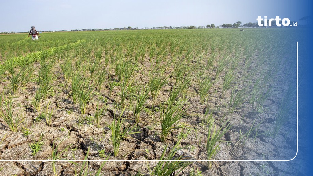 Kapan Prediksi Puncak Musim Kemarau 2025 di Wilayah Kalimantan