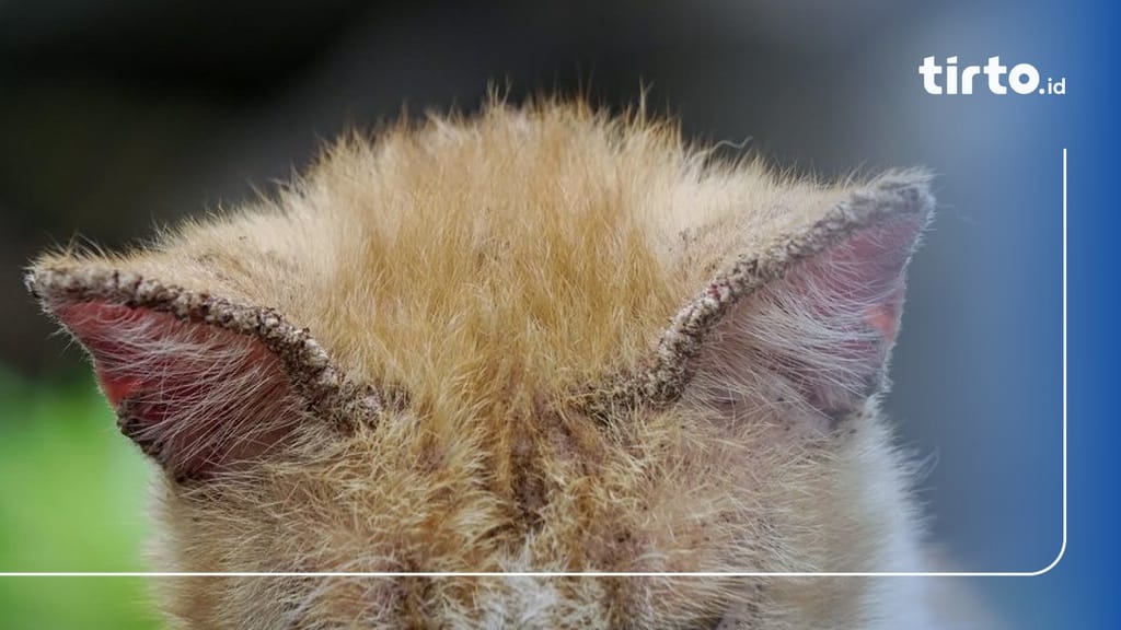 7 Cara Mengobati Scabies pada Kucing, Apa Penyebabnya?