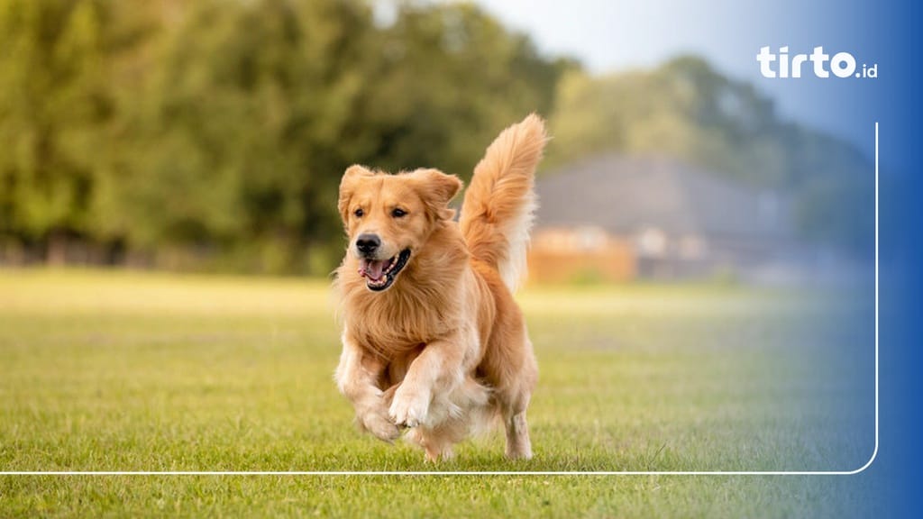 Jenis Anjing Golden Retriever, Harga, dan Karakteristiknya