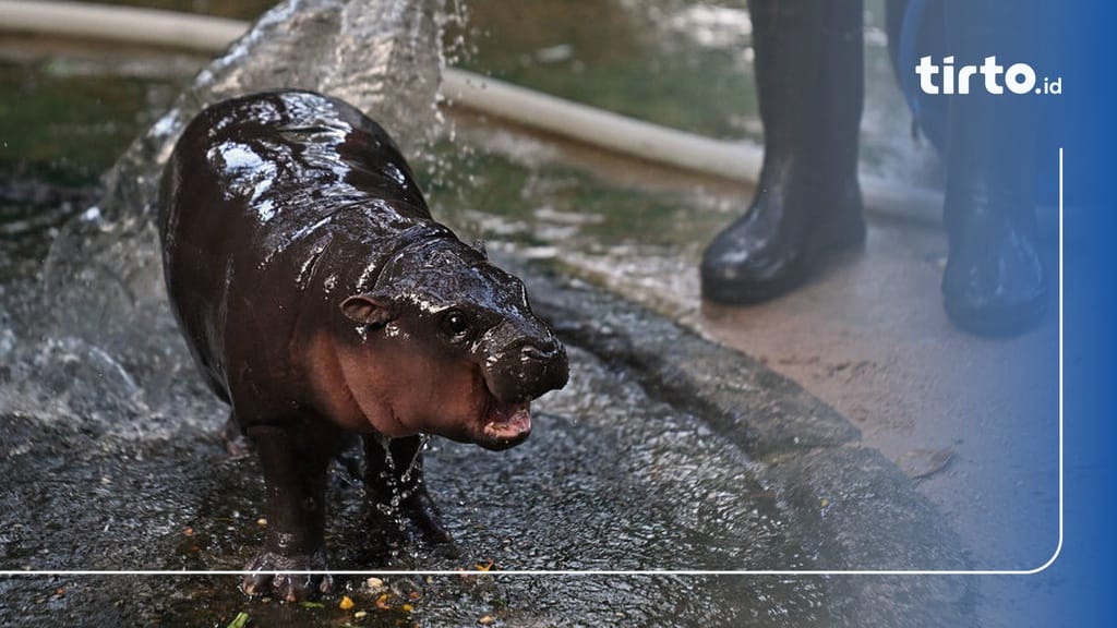 Kisah Moo Deng Baby Hippo dari Thailand yang Viral di TikTok