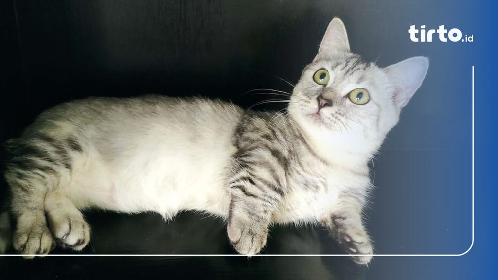 10 Fakta Menarik Kucing Munchkin, Karakteristik, dan Harganya