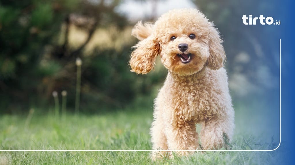 Jenis-Jenis Anjing Pudel, Harga, dan Cara Merawatnya di Rumah