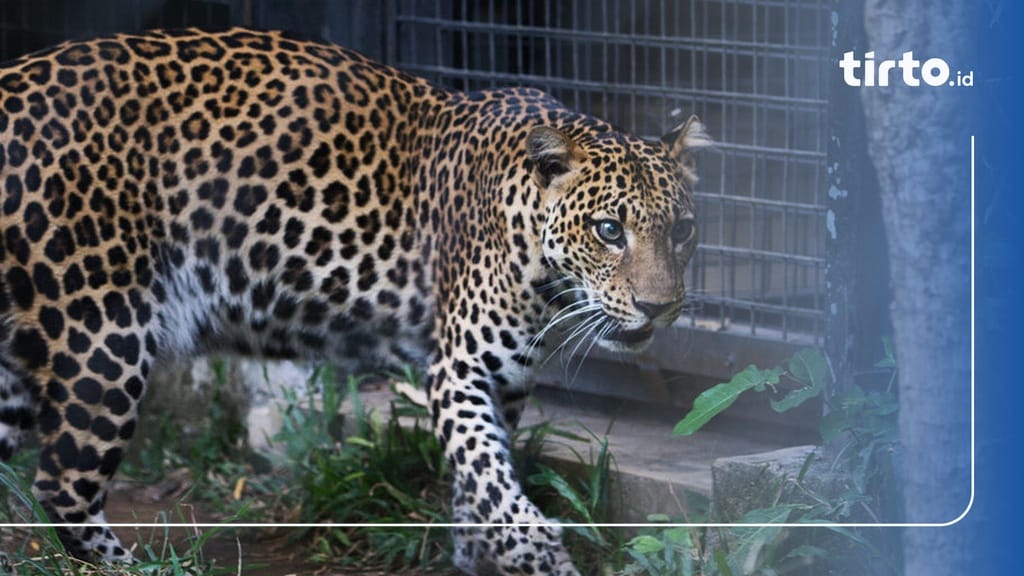 Macan Tutul Lembang Park Zoo Diduga Kabur ke Tangkuban Parahu
