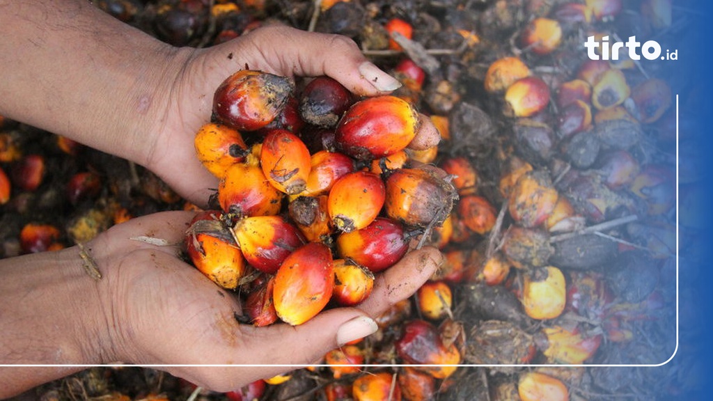 Harga Referensi CPO Naik Jadi 954,71 Dolar As per Metrik Ton