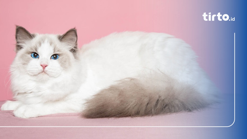 Fakta-fakta Menarik Kucing Ragdoll, Harga, dan Karakteristiknya