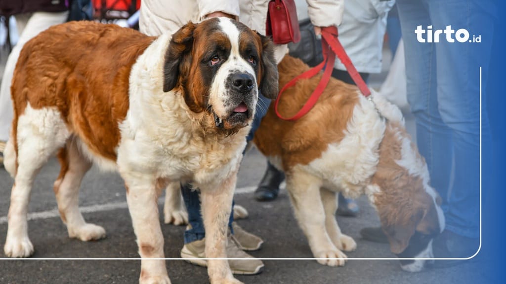 10 Jenis Anjing Penjaga Terkuat yang Cocok untuk Menjaga Rumah