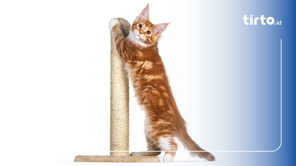 Ciri-Ciri Kucing Maine Coon, Harga, & Karakteristiknya