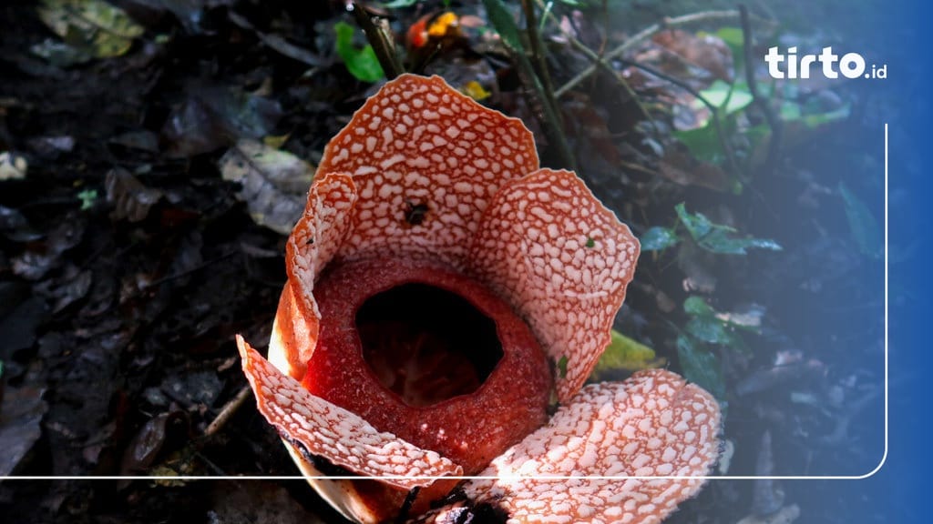 Apakah Rafflesia Hasseltii Bunga Langka Ditemukan di Sumatera?