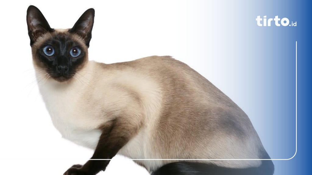 Fakta Menarik Tentang Kucing Siam, Harga, dan Karakteristik