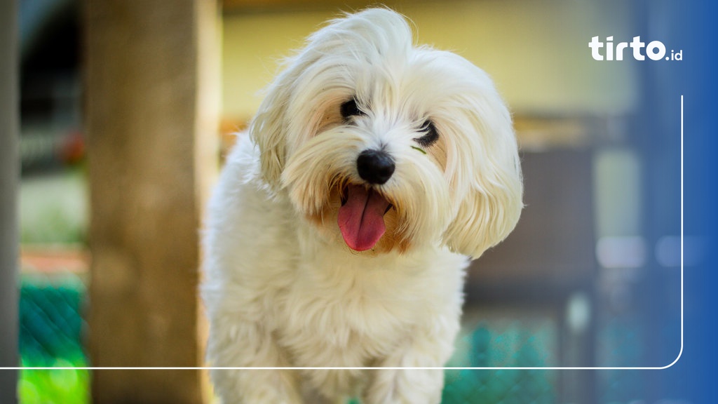 Fakta Menarik Tentang Anjing Maltese, Harga, dan Karakteristik