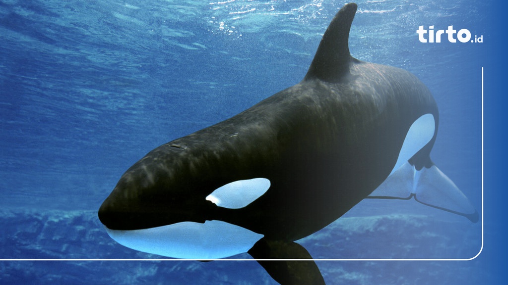 Apakah Paus Orca Memakan Manusia? Cek Fakta-faktanya