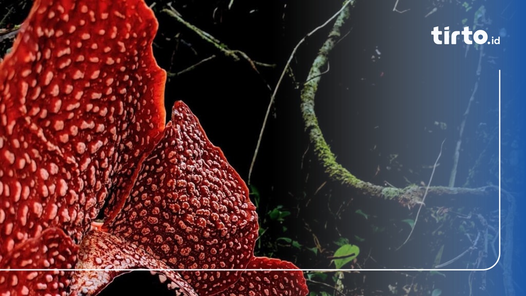 Mengenal Rafflesia hasseltii Bunga Langka yang Viral di Medsos