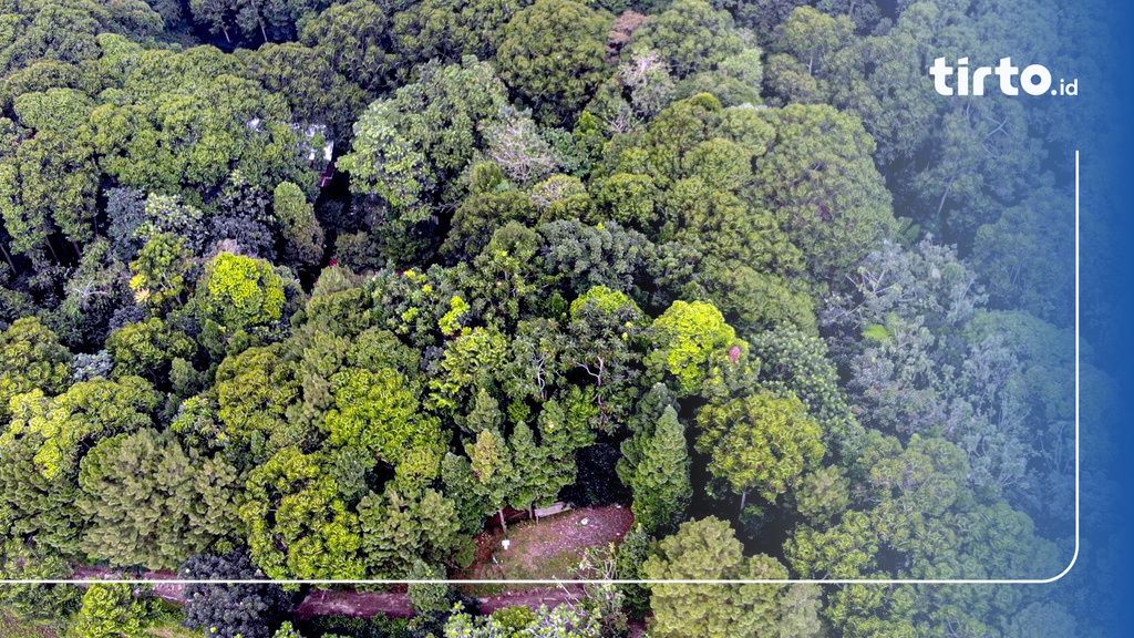 Senyum Asa Ibu Pelestari Hutan Cipayung