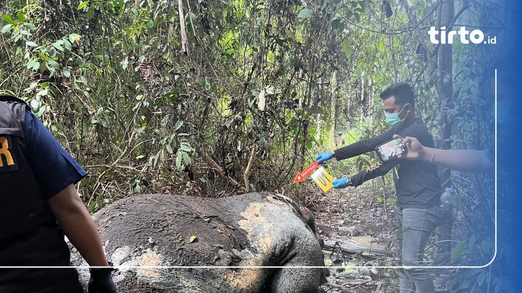 Polisi Tetapkan 15 Tersangka Kematian Gajah Tanpa Kepala di Riau