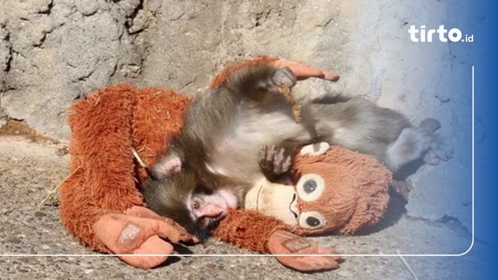 Viral Punch The Monkey, Boneka Orang Utan Milik Punch Laku Keras