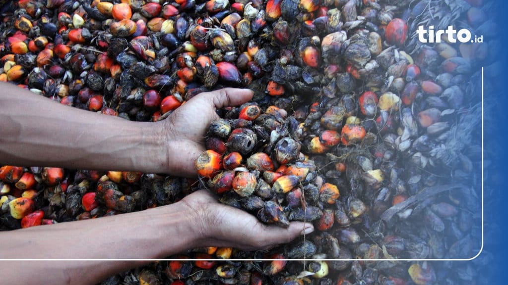 123 Pabrik Beli TBS di Bawah Harga Acuan, Izin Terancam Dicabut