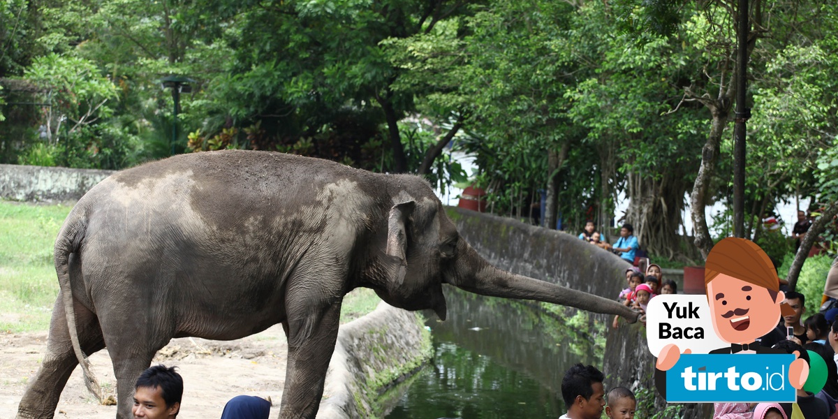 Harga Tiket Masuk Gembira Loka Zoo & Kids Fun Jogja Lebaran 2024