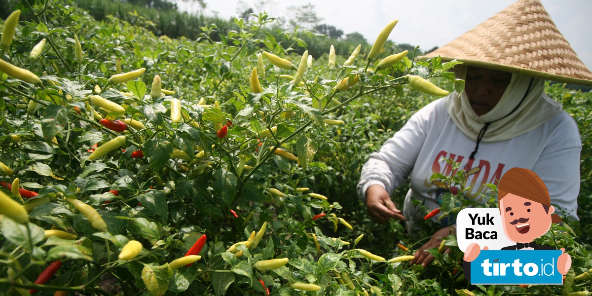 Cara Menanam Cabe di Lahan Kering: Budidaya Cabai Rawit