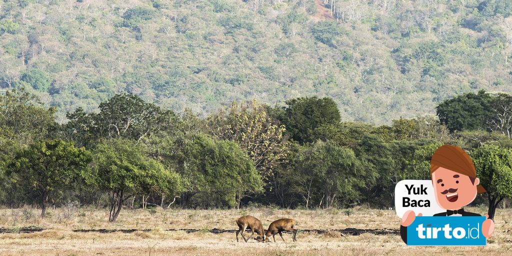 Macam-Macam Bioma yang Ada di Indonesia