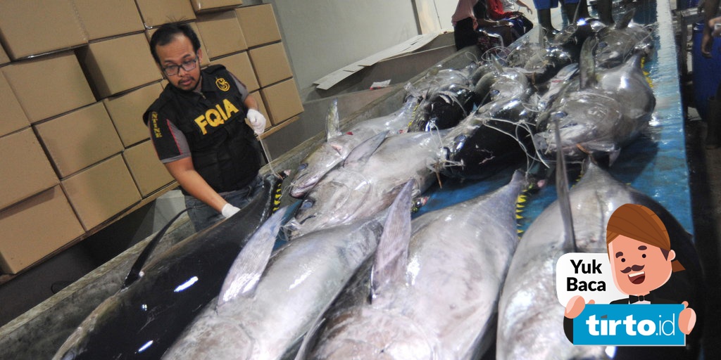 Mengenal Aplikasi Tuna Scope untuk Cek Kualitas Ikan Tuna