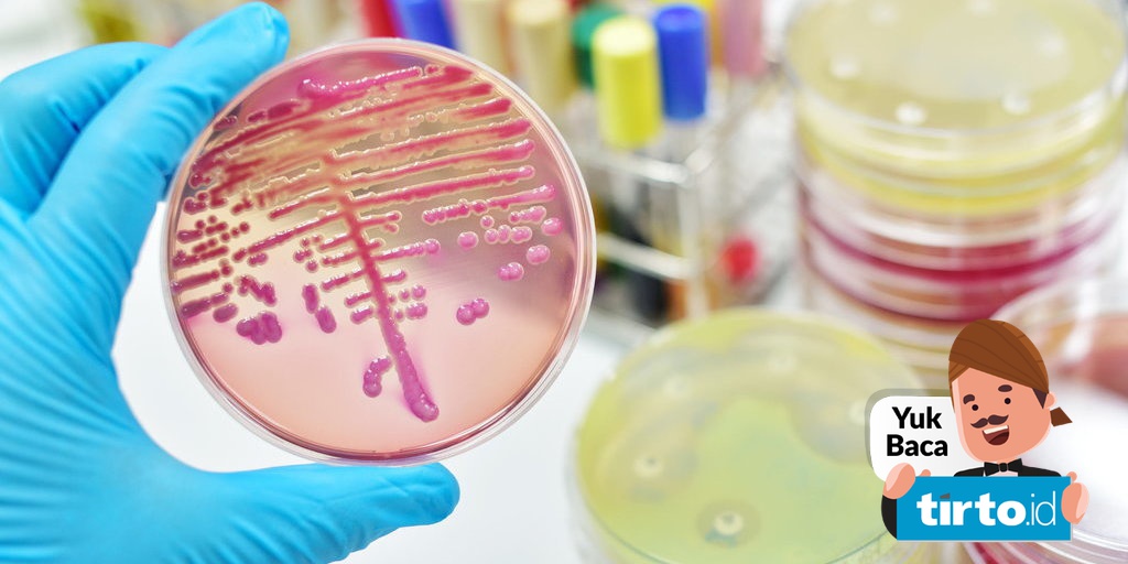 Apa Itu Superbug Kebal Antibiotik: Dampak, Penyebab, dan Risiko