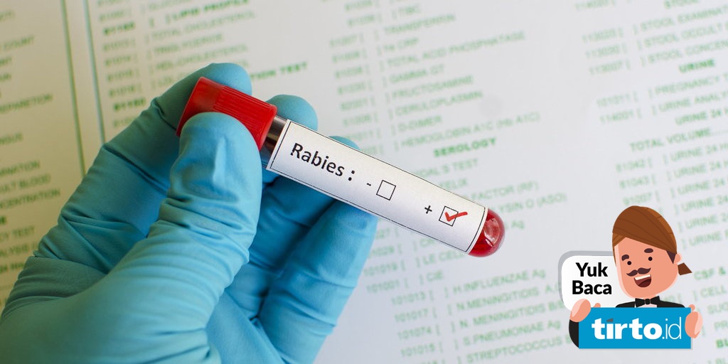 Hewan yang Bisa Terkena Rabies dan 8 Gejala Rabies Pada Hewan