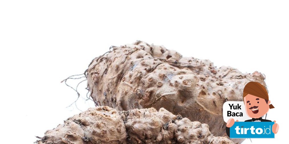 Bentuknya Mirip, Apa Beda Porang dengan Suweg, Walur, & Iles-Iles?