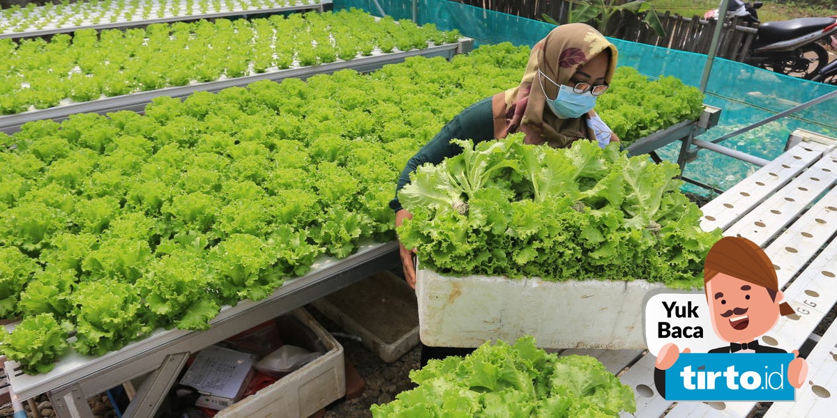 Apa Kelebihan dan Kekurangan Teknik Bercocok Tanam Hidroponik?
