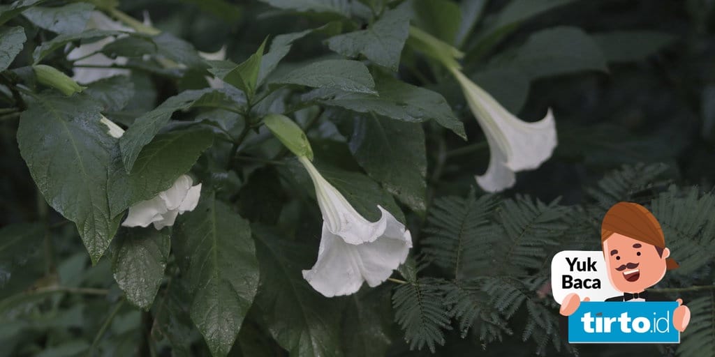 Mengenal Tanaman Kecubung, Manfaat & Efek Samping Mengonsumsinya