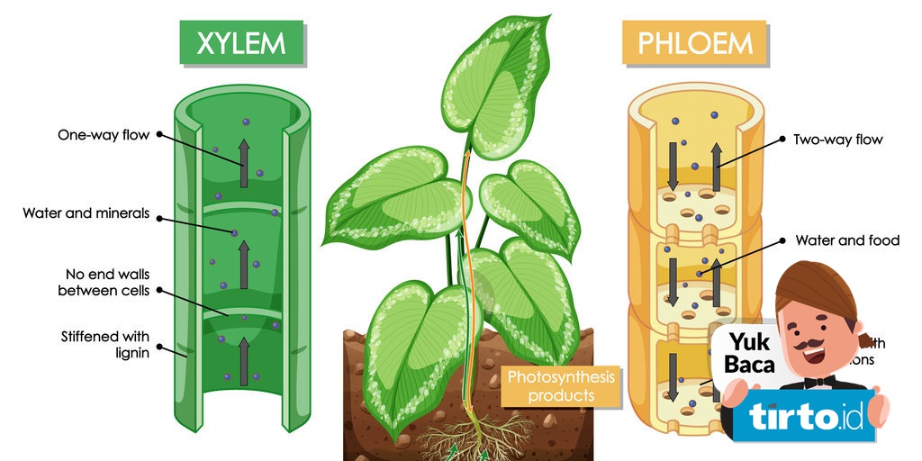 Fungsi Jaringan Floem, Pengertian, dan Komponen dalam Tumbuhan