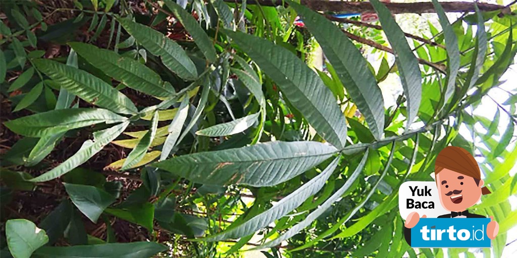 Apa Saja Manfaat Daun Sungkai & Khasiatnya Bagi Kesehatan Tubuh?