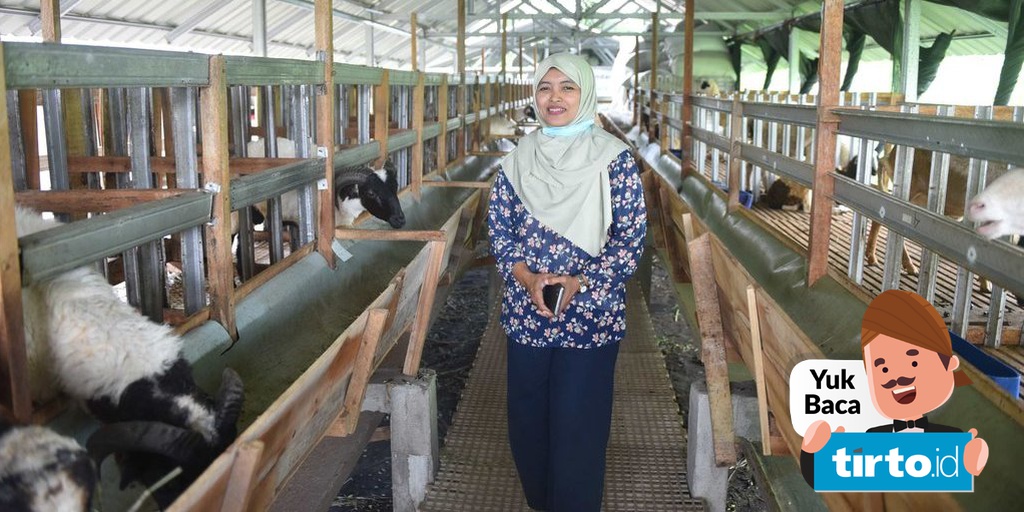 Cara Vita Krisnadewi Membela Negara dengan Peternakan Domba